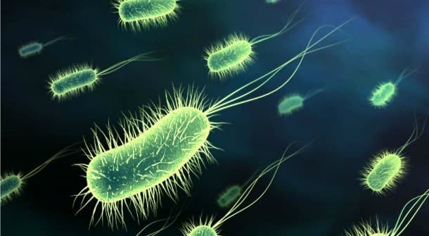 Geobacter Bacteria Breakthrough- Electricity Generated From Hydrogen ...